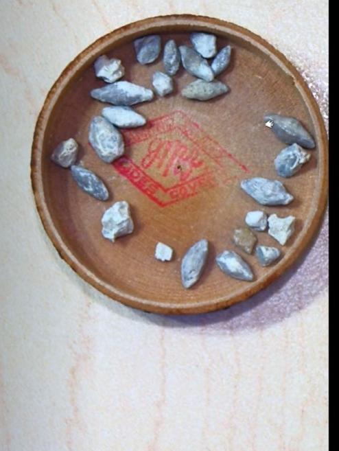 Solved Identify the fossil. Common Name: Geologic | Chegg.com