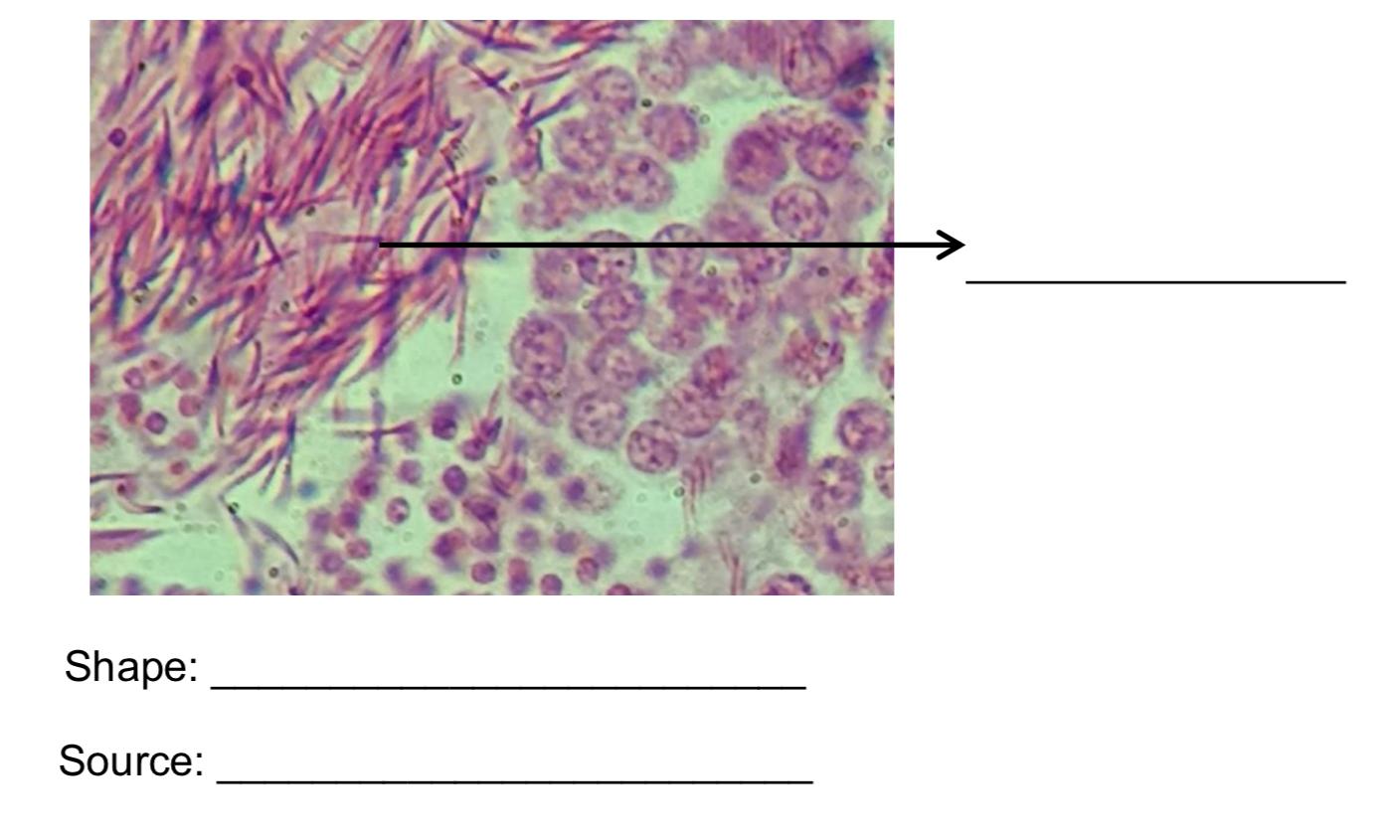 Solved Shape: Source: | Chegg.com