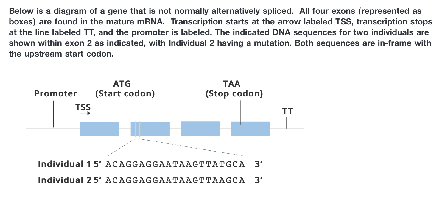 Solved Below is a diagram of a gene that is not normally | Chegg.com