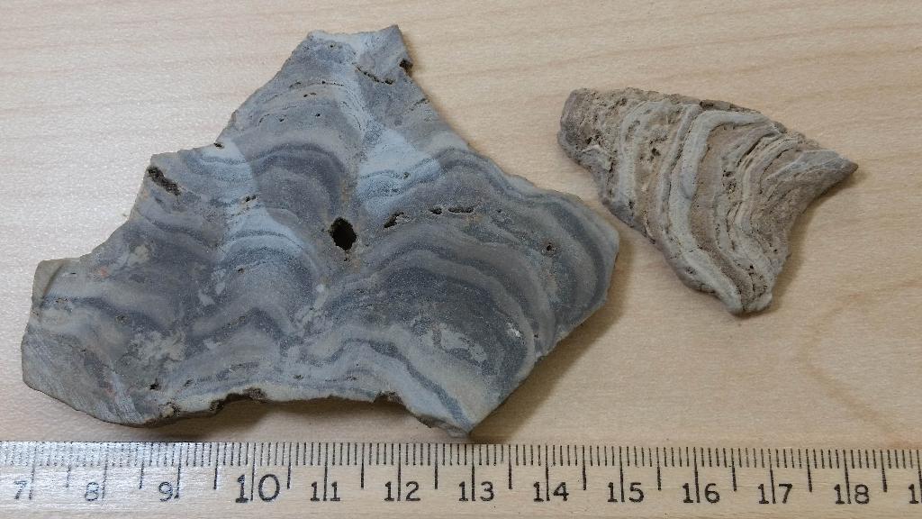 Solved This form of fossil preserves sediment grains trapped | Chegg.com