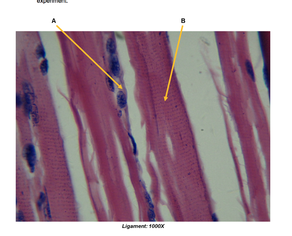 Solved 3. Identify the components in the slide image below | Chegg.com