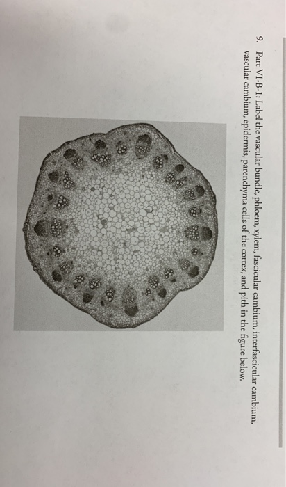 Solved 9. Part VI-B-1: Label the vascular bundle, phloem, | Chegg.com