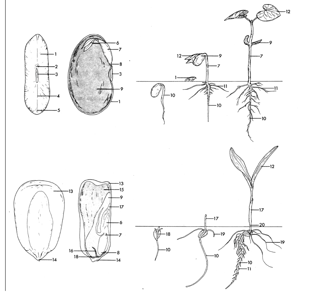Examine a bean seed (a classic dicot seed): (label | Chegg.com