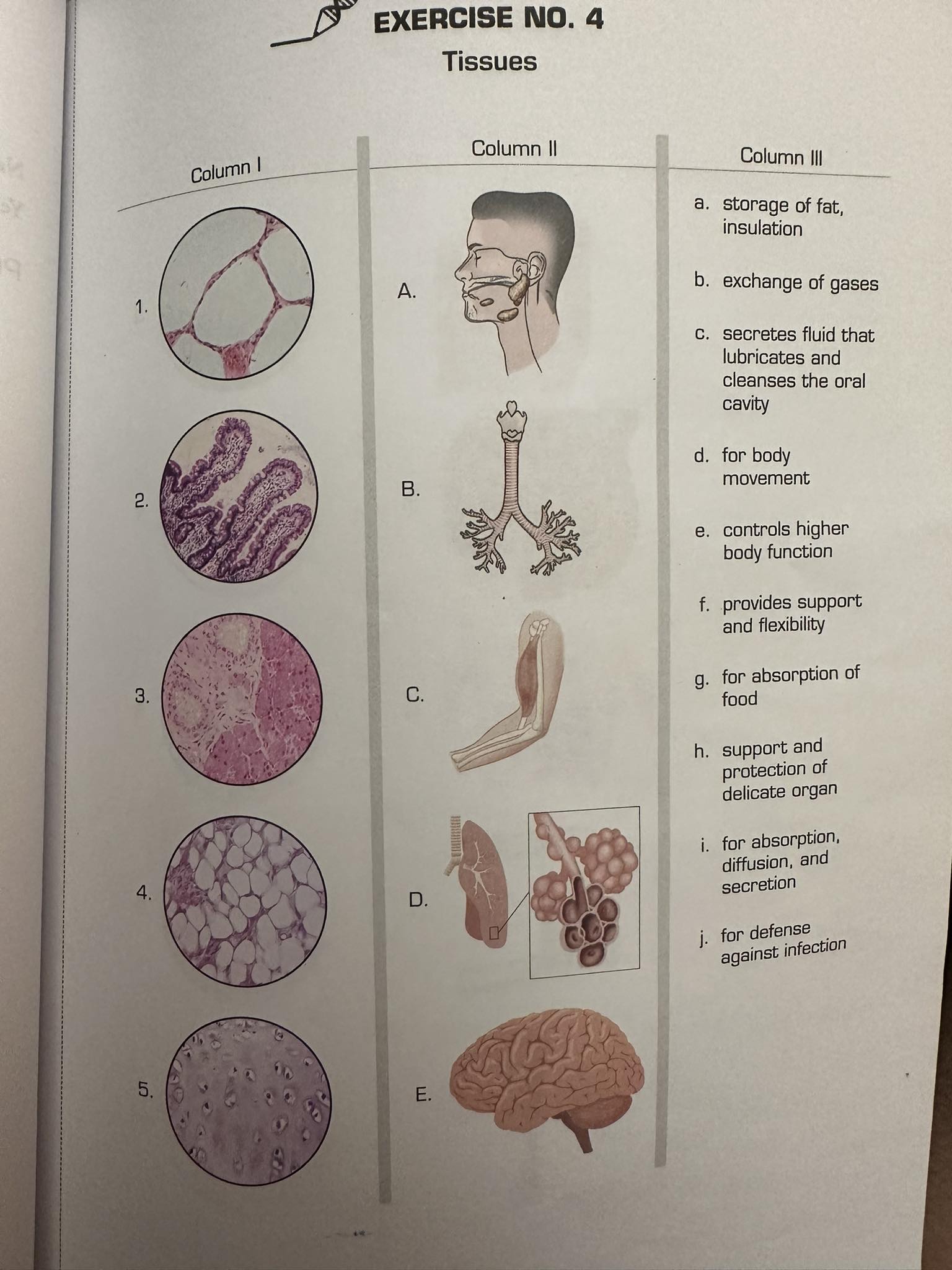 Solved POST-DISCUSSION QUESTIONS I. Identify the tissue | Chegg.com
