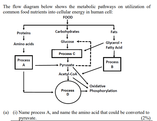 Solved The flow diagram below shows the metabolic pathways | Chegg.com