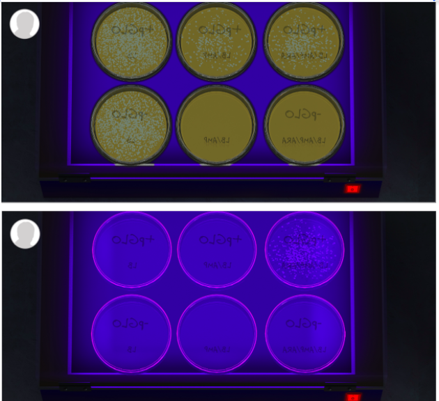 Solved Бего Бего нь а О Бего АЯА\А\a/ ГРУЫ -Бего Бего Бего | Chegg.com