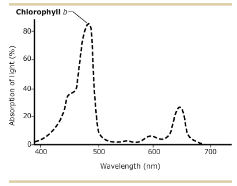 Solved 2. How absorption and action spectra are related | Chegg.com