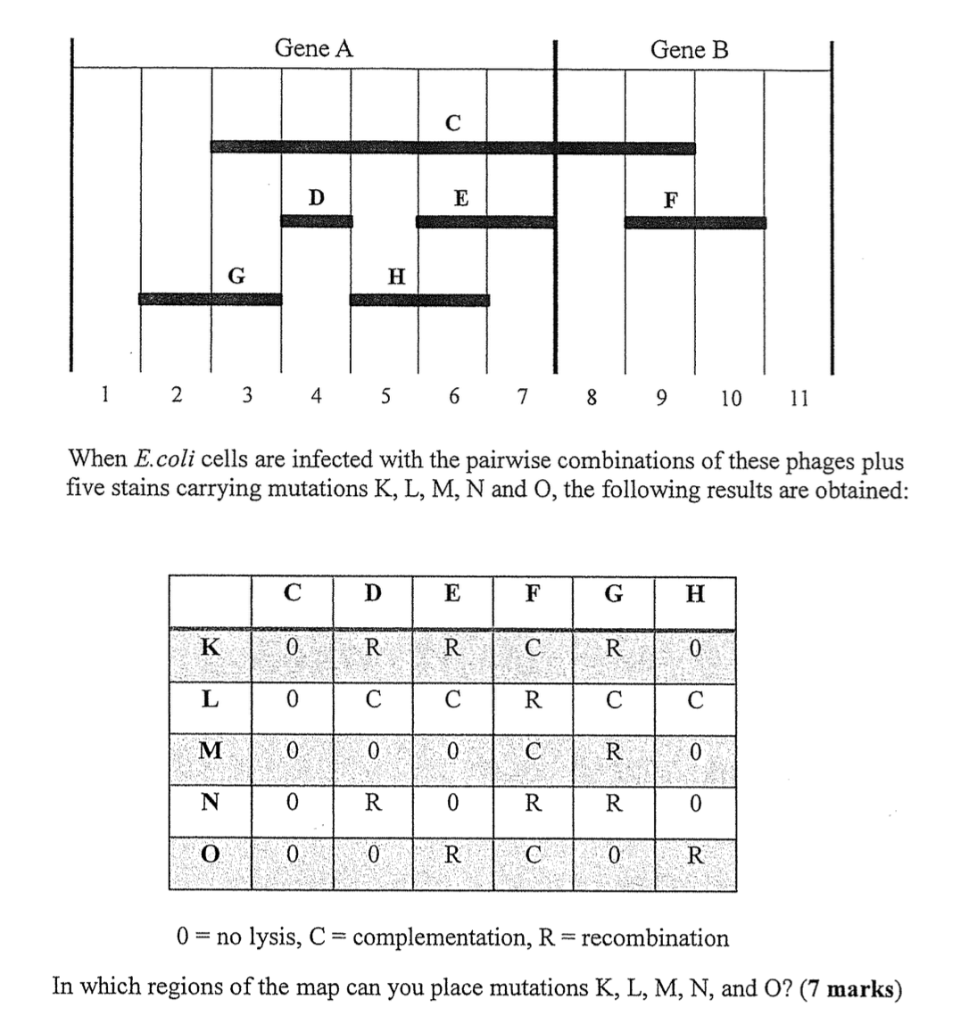 Solved The ends of six deletion mutant strains (C,D,E,F,G, | Chegg.com