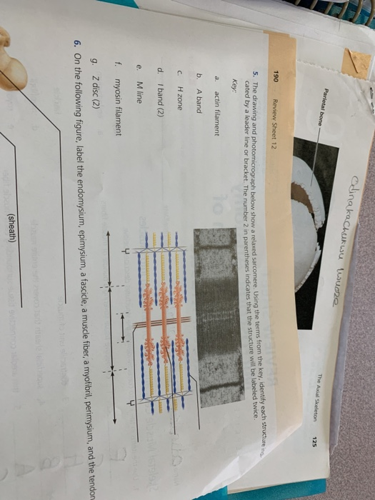 Solved na wu au 125 190 Review Sheet 12 5. The drawing and | Chegg.com Solved na wu au 125 190 Review Sheet 12 5. The drawing and | Chegg.com
