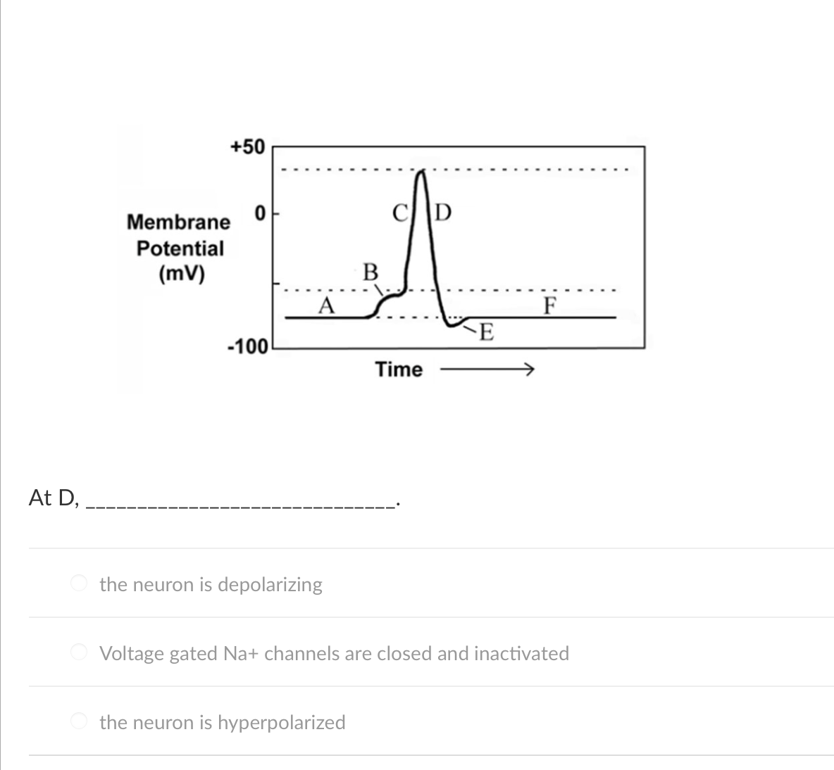 Solved the neuron is depolarizing Voltage gated Na+ channels | Chegg.com
