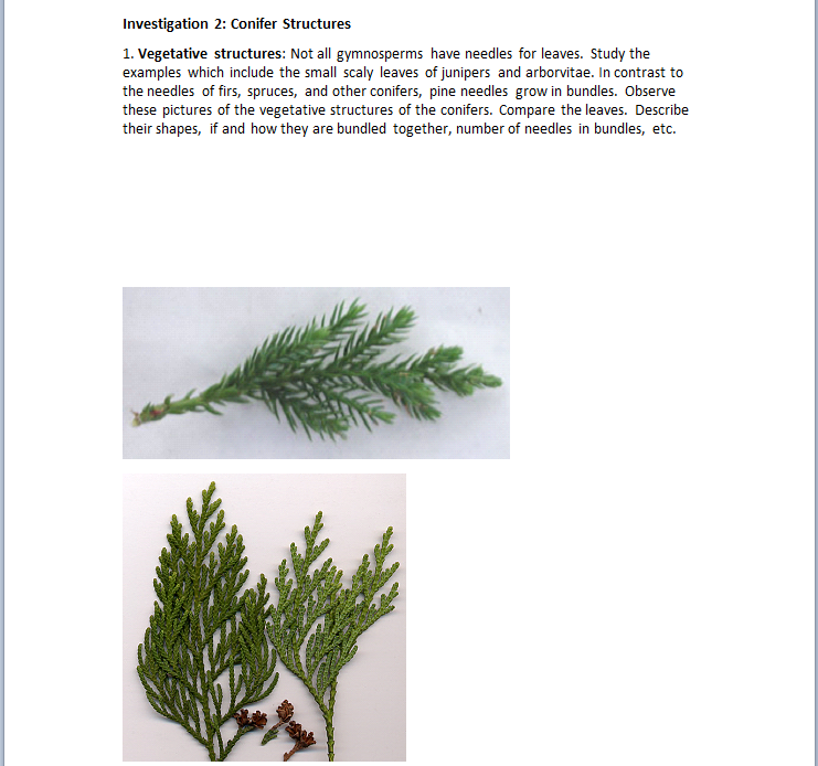 Solved Investigation 2: Conifer Structures 1. Vegetative | Chegg.com Solved Investigation 2: Conifer Structures 1. Vegetative | Chegg.com