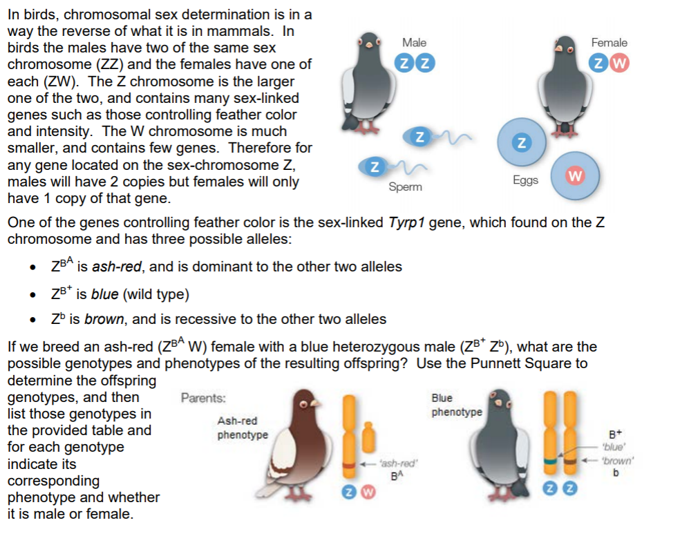 Solved In birds, chromosomal sex determination is in a way | Chegg.com