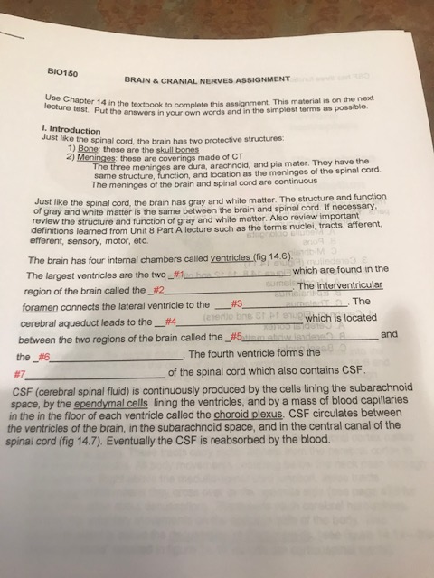 Solved BIO150 BRAIN & CRANIAL NERVES ASSIGNMENT lecture | Chegg.com