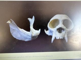Solved Which of the following specimens have heterodont | Chegg.com