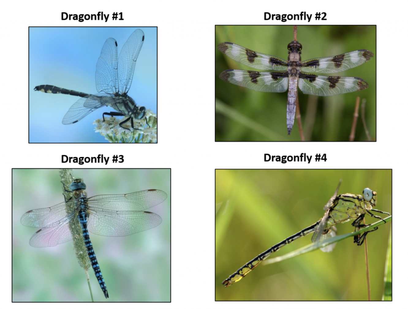 Solved Dragonfly \#1 Dragonfly \#2 Dragonfly \#3 Dragonfly | Chegg.com
