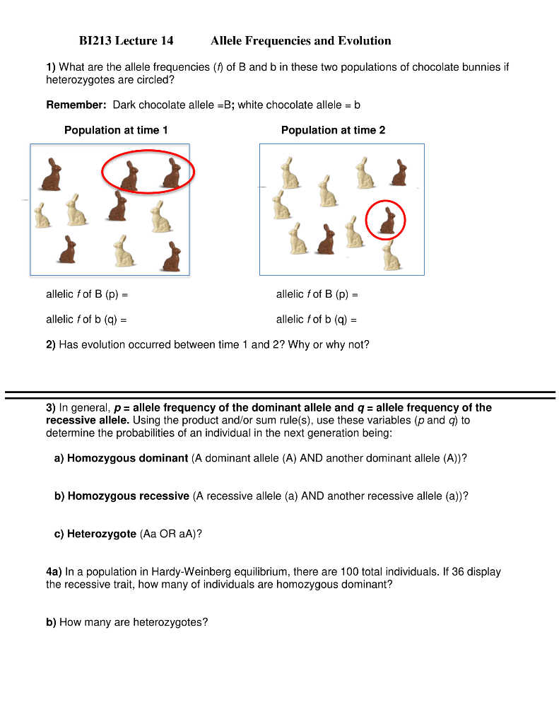 Solved B1213 Lecture 14 Allele Frequencies and Evolution 1) | Chegg.com