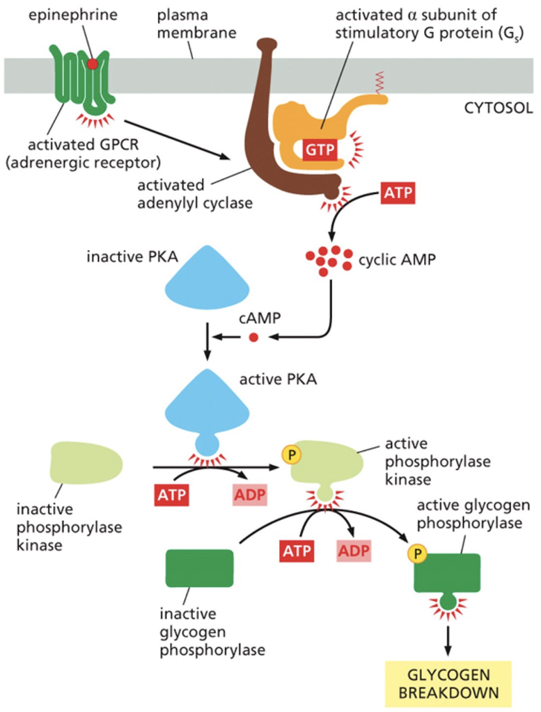 Epinephrine Pathway