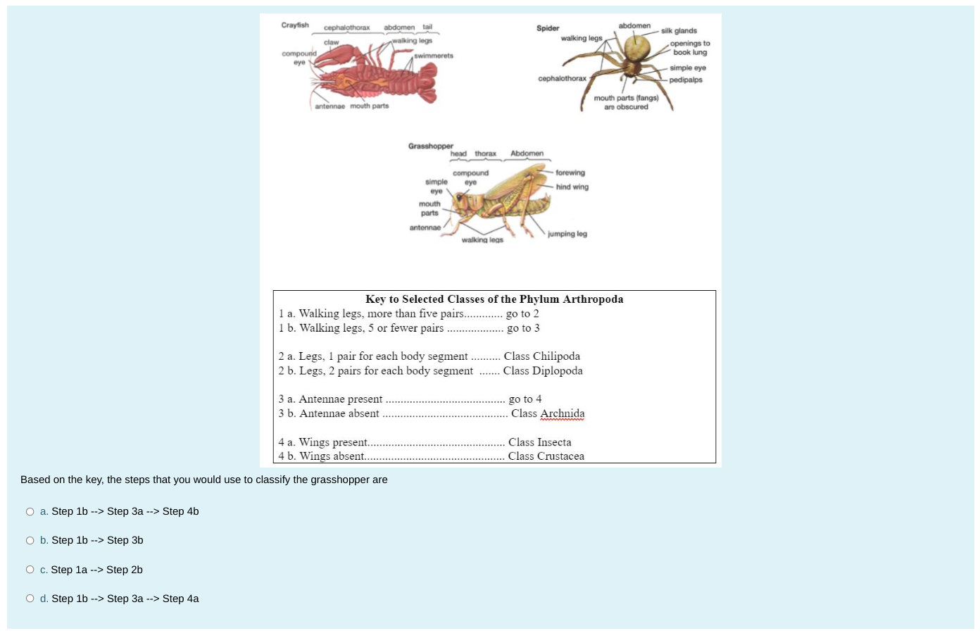 Solved Key to Selected Classes of the Phylum Arthropoda 1a. | Chegg.com