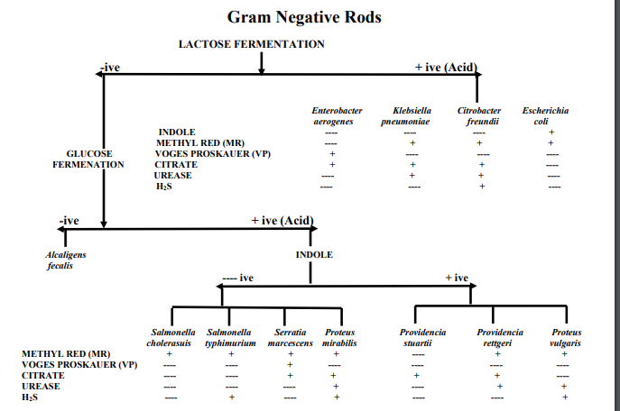 Gram Negative Coccobacilli Chart