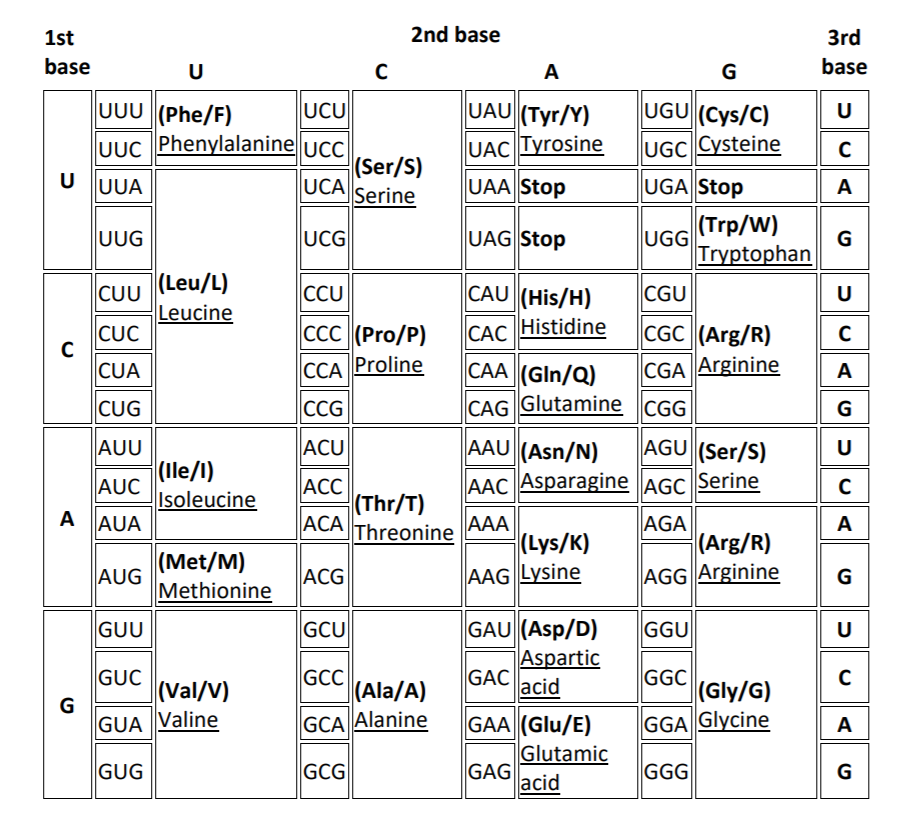 Solved What is the problem if the underlined nucleotide in | Chegg.com
