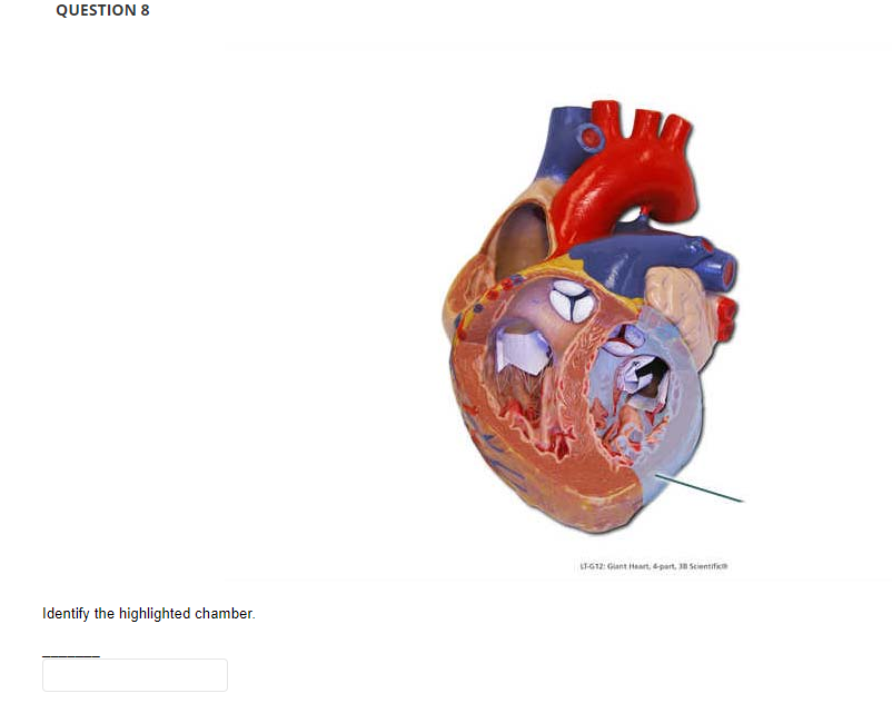 Solved Identify the highlighted structure. Identify the | Chegg.com