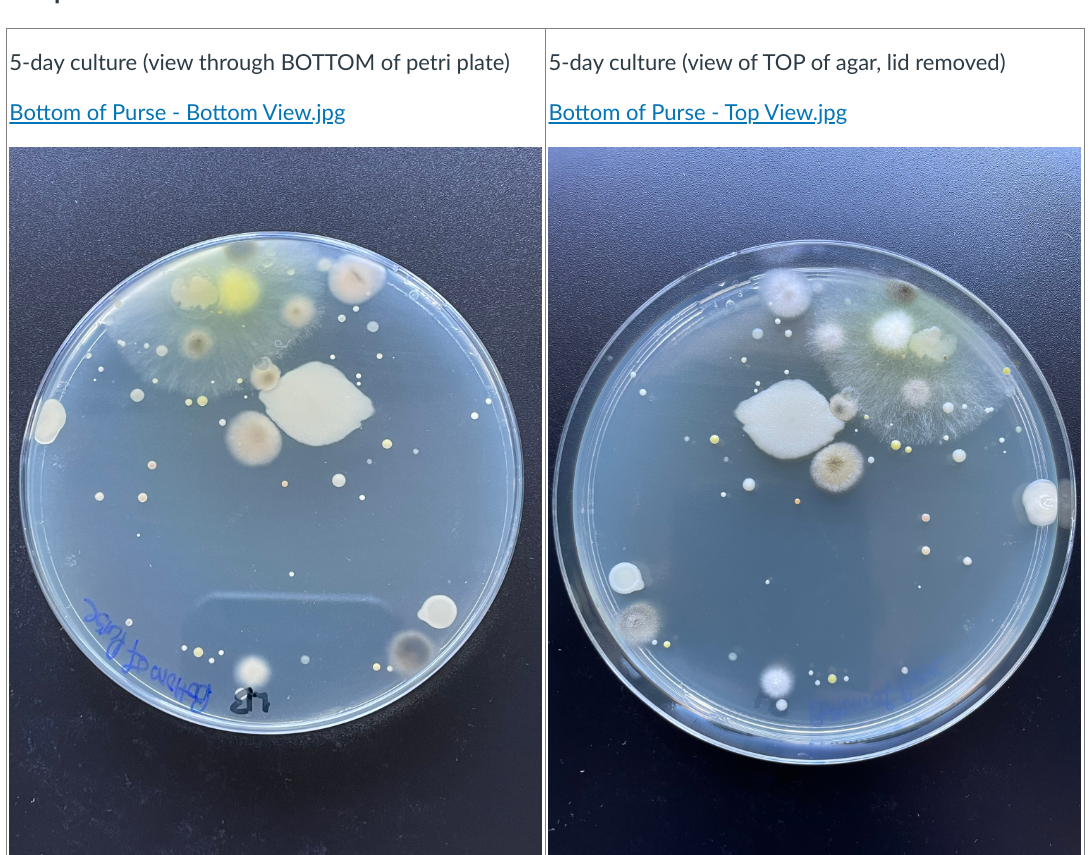 Solved Observe the results and try to determine which | Chegg.com