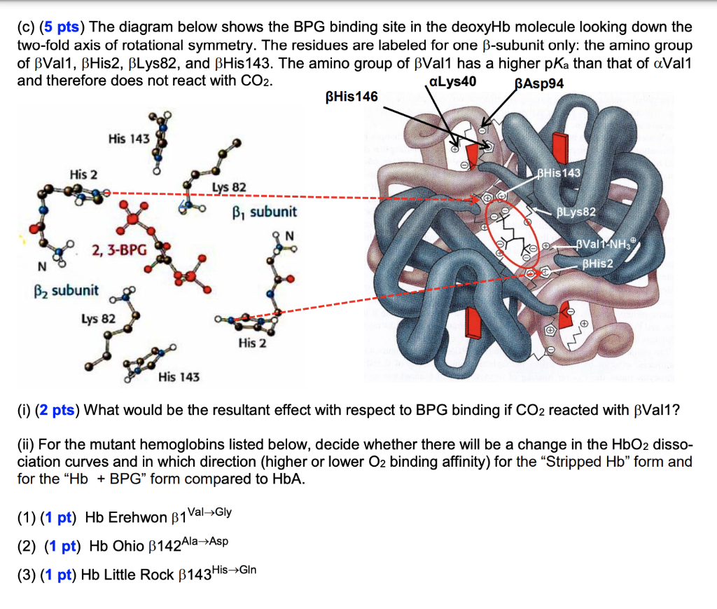(c) (5 pts) The diagram below shows the BPG binding | Chegg.com