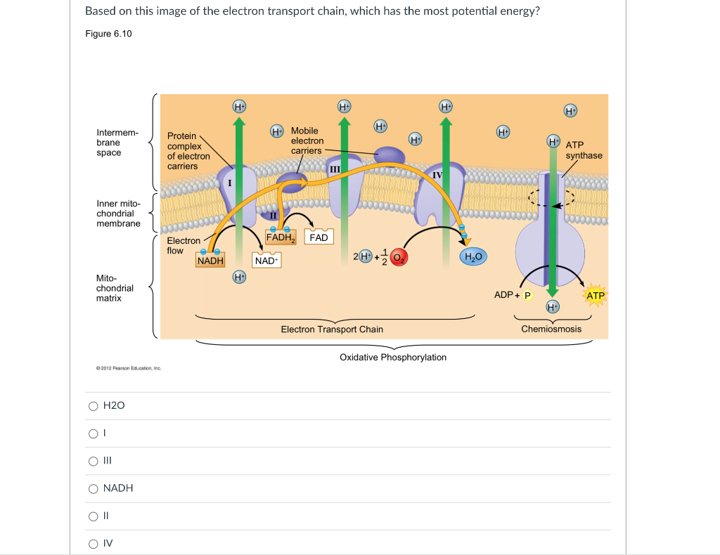 Solved Based on this image of the electron transport chain, | Chegg.com