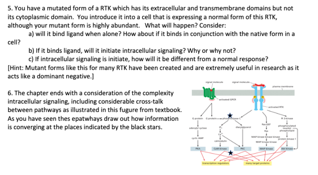 Solved 5. You have a mutated form of a RTK which has its | Chegg.com