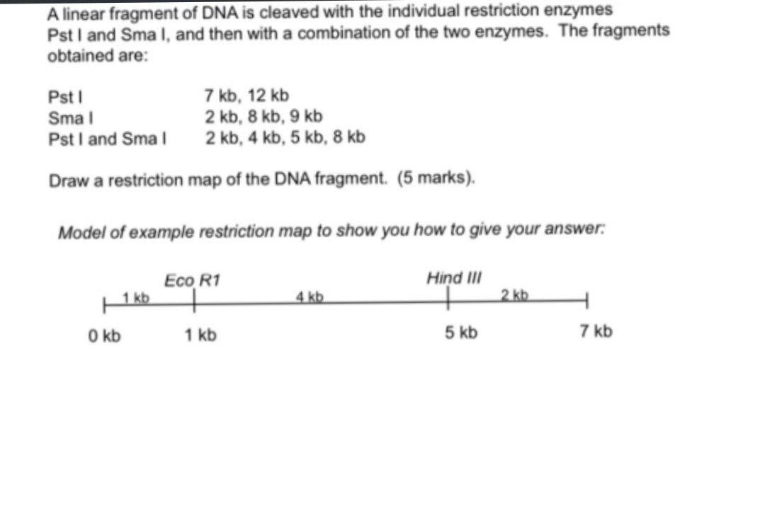 Solved A linear fragment of DNA is cleaved with the | Chegg.com