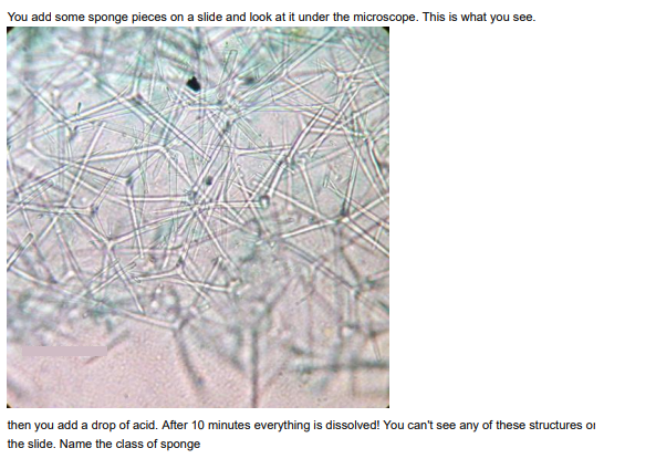 Solved You add some sponge pieces on a slide and look at it | Chegg.com