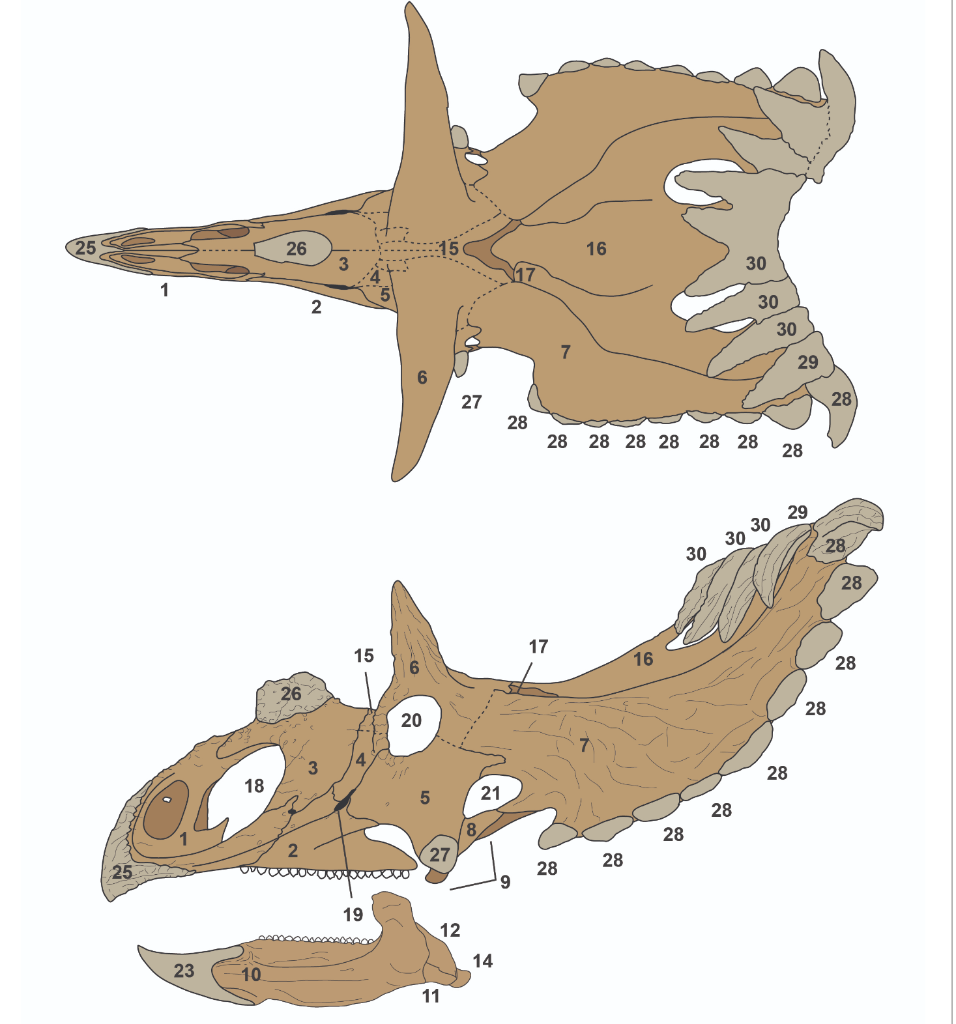 Solved [ Choose ] premaxilla surangular episquamosal orbit | Chegg.com