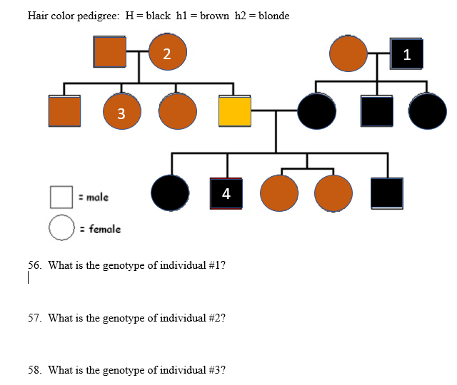 Solved Hair color pedigree: H=black h1 = brown h2 = blonde 2 | Chegg.com