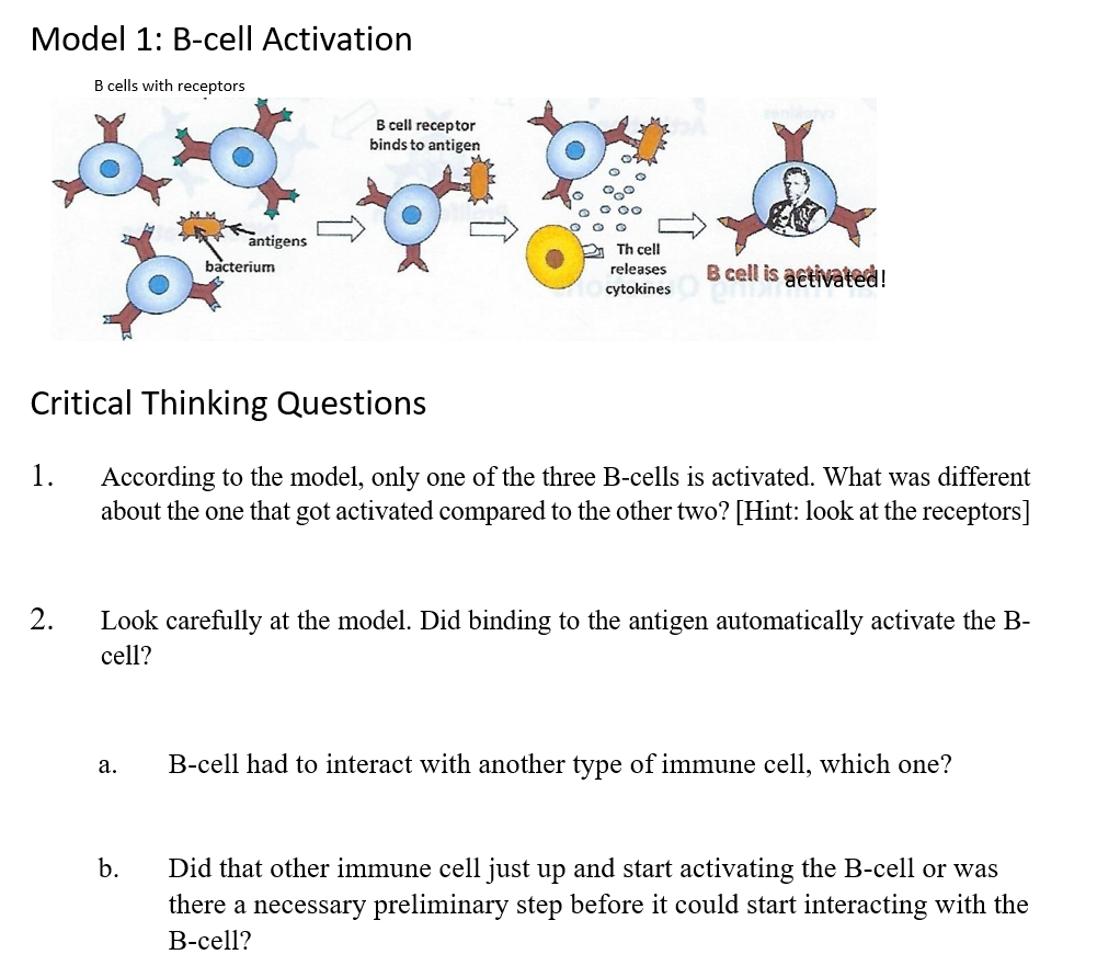 Solved Critical Thinking QuestionsAccording to the model, | Chegg.com