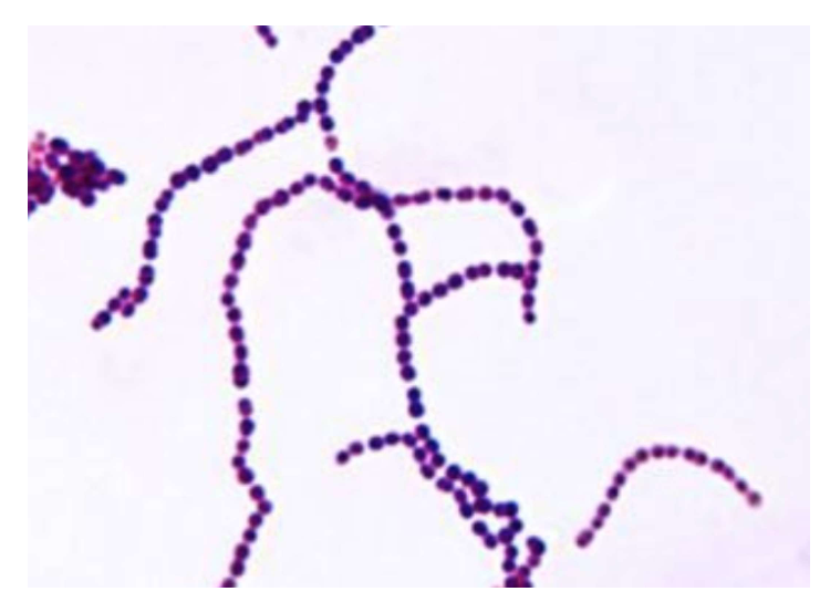 Solved Catalase Mannitol plate Coagulase (Staphyloslide | Chegg.com