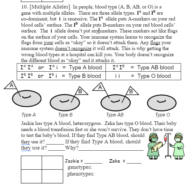 Solved 10 Multiple Alleles In People Blood Type A B Chegg