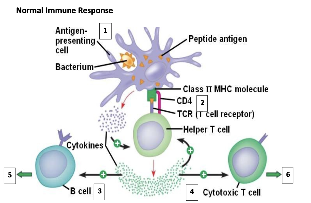Solved Normal Immune Response 1 Antigen- presenting cell | Chegg.com