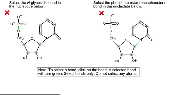 Solved Select the N-glycosidic bond in the nucleotide below | Chegg.com