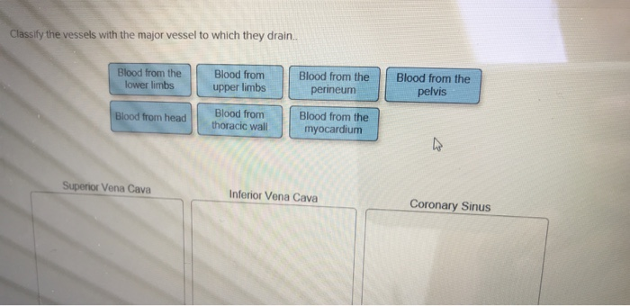 Solved classify the vessels with the major vessel to which | Chegg.com
