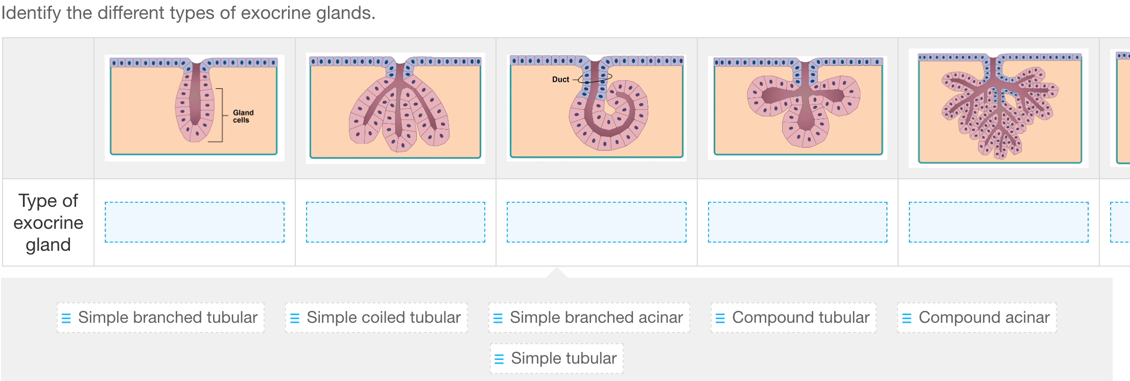 Solved Identify the different types of exocrine glands. | Chegg.com Solved Identify the different types of exocrine glands. | Chegg.com