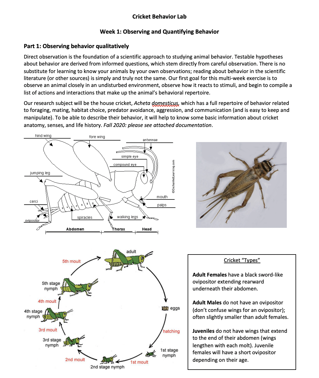 Cricket Behavior Lab Week 1: Observing and | Chegg.com
