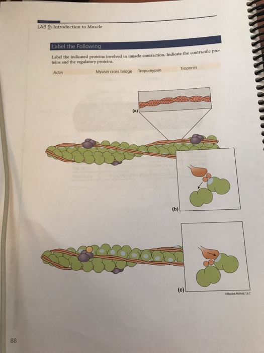Solved LAB 2: Introduction to Muscle Label the Following | Chegg.com
