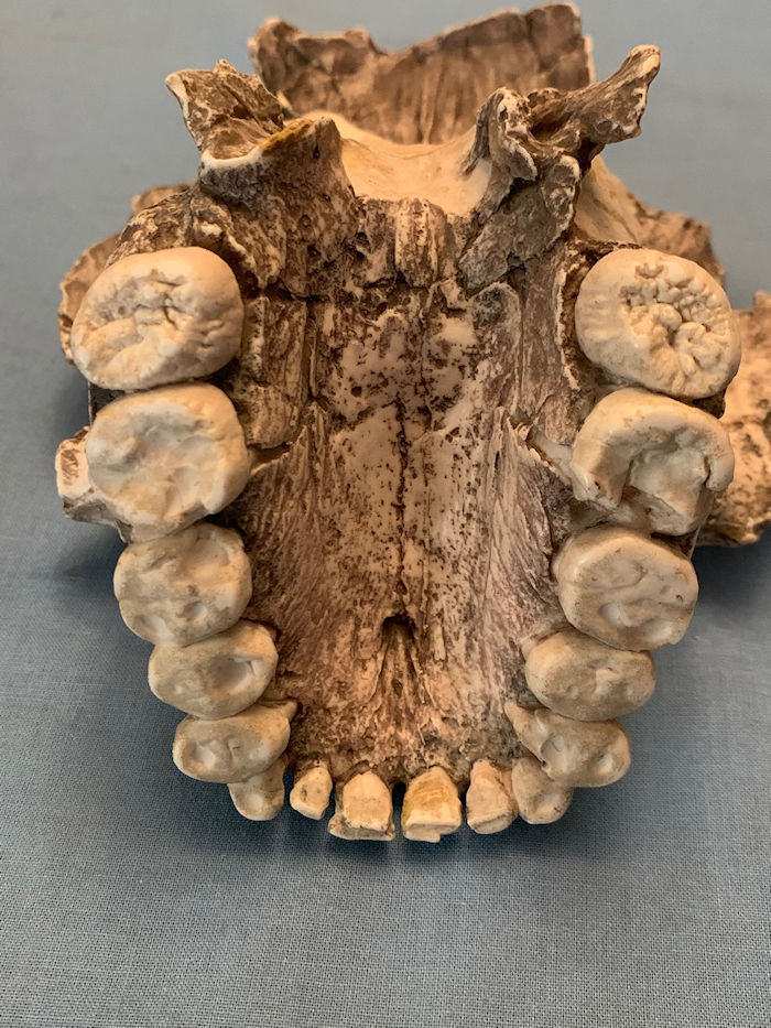 Solved Examine the teeth in this fragment from a robust | Chegg.com