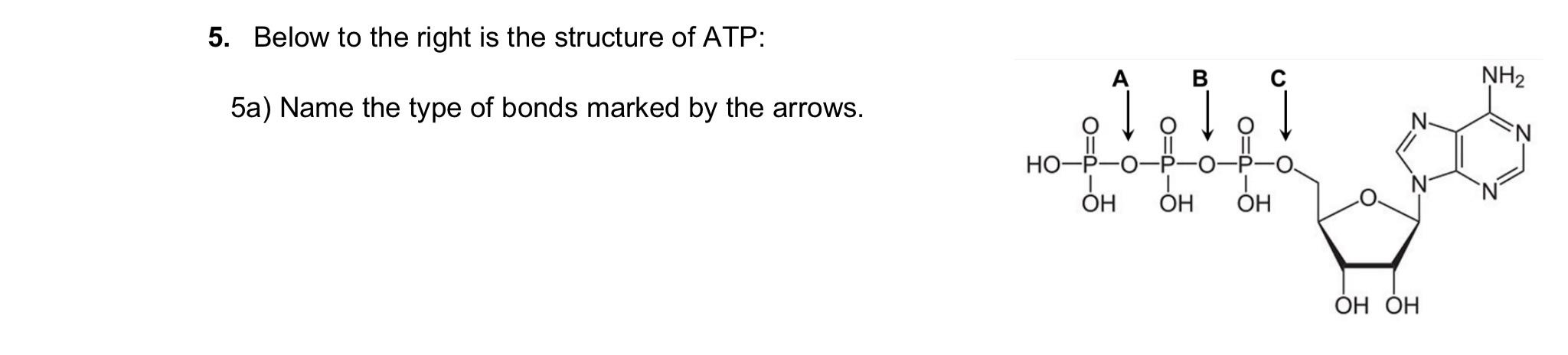 Solved 5. Below to the right is the structure of ATP: 5a) | Chegg.com