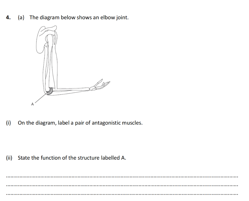 Solved 4. (a) The diagram below shows an elbow joint. (i) On | Chegg.com