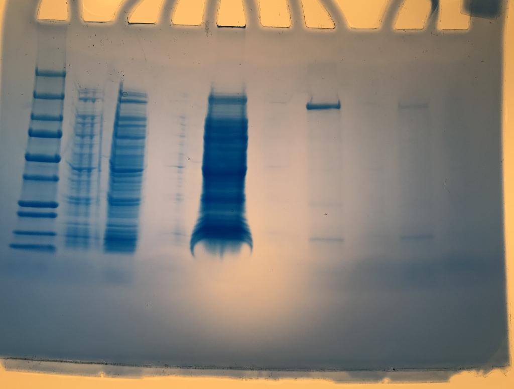 1. a) Describe your results from the gel you were | Chegg.com