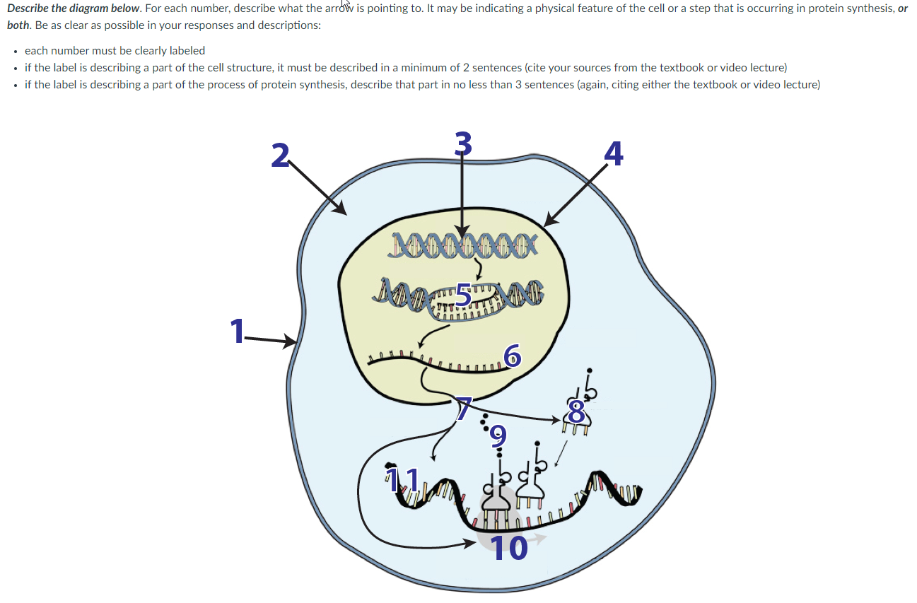 Protein Synthesis Diagram Labeled