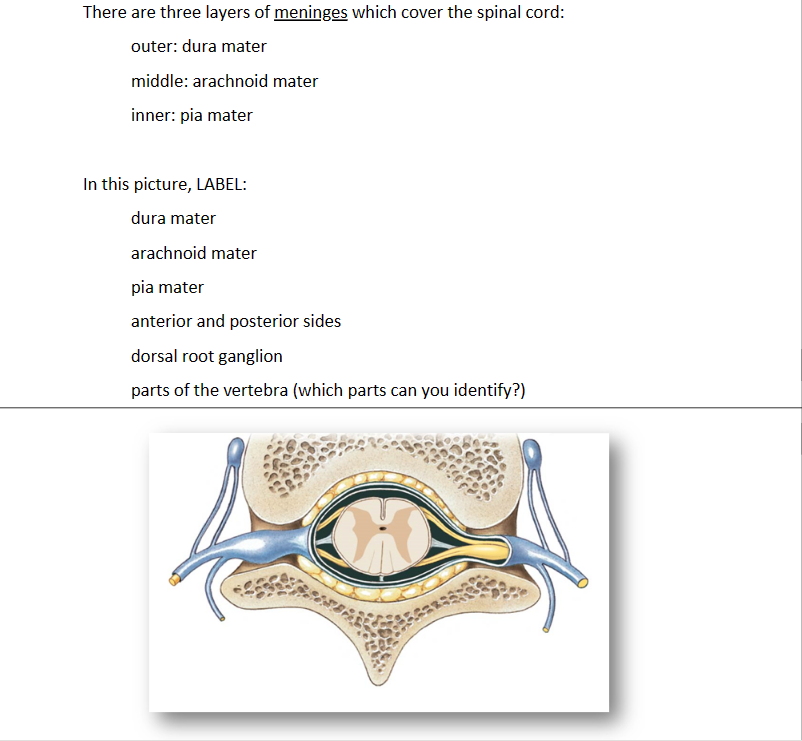 There are three layers of meninges which cover the | Chegg.com