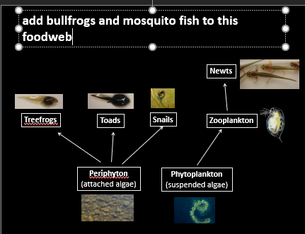 Solved Mosquito fish American Bullfrog larvae Diet: Tree | Chegg.com