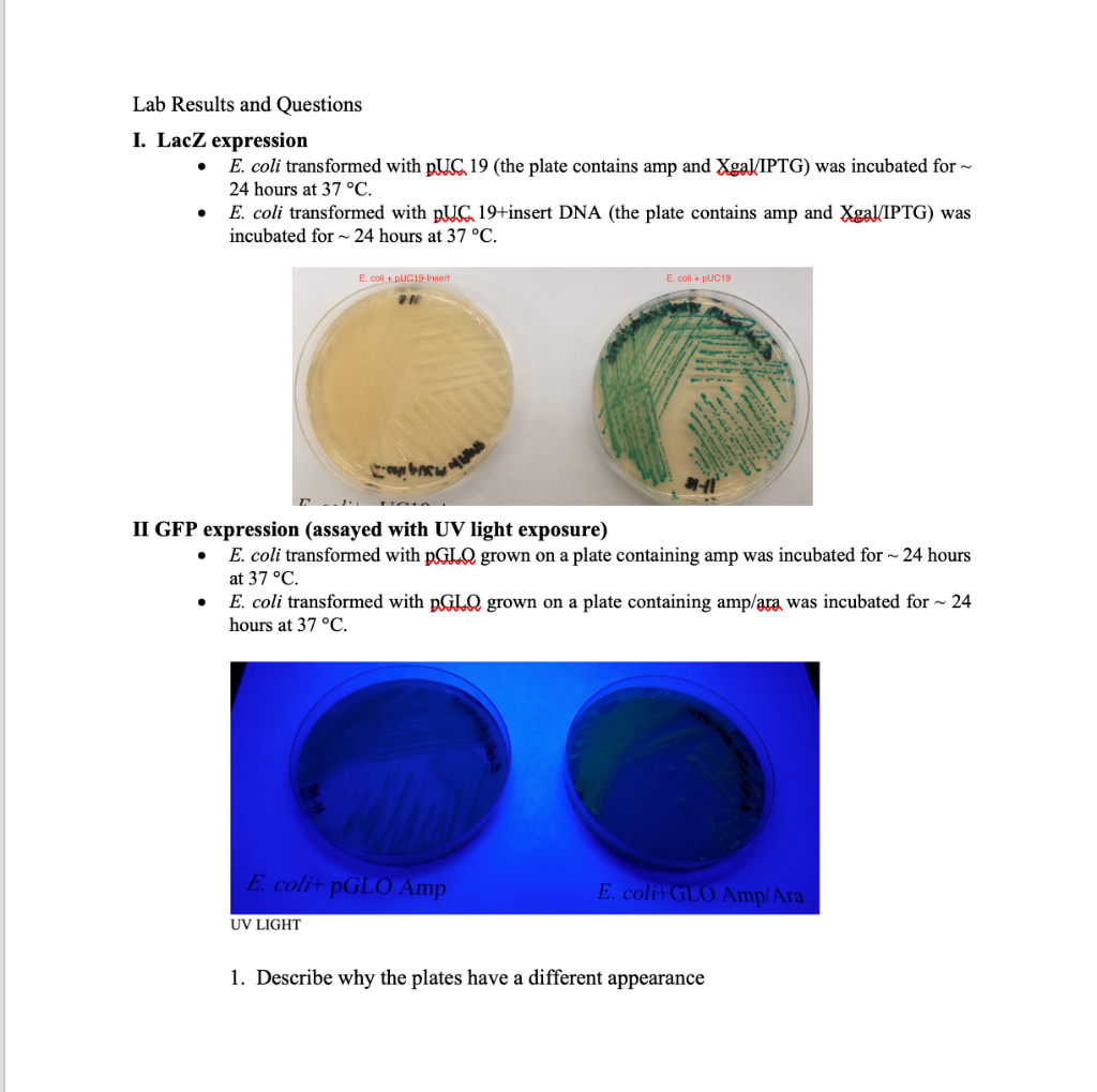 Lab: Differential Expression Differential gene | Chegg.com